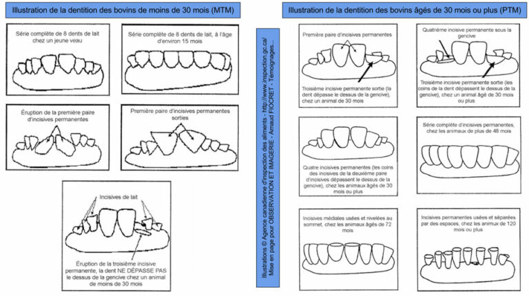 Anatomie du Bovidé – OBSERVATION ET IMAGERIE